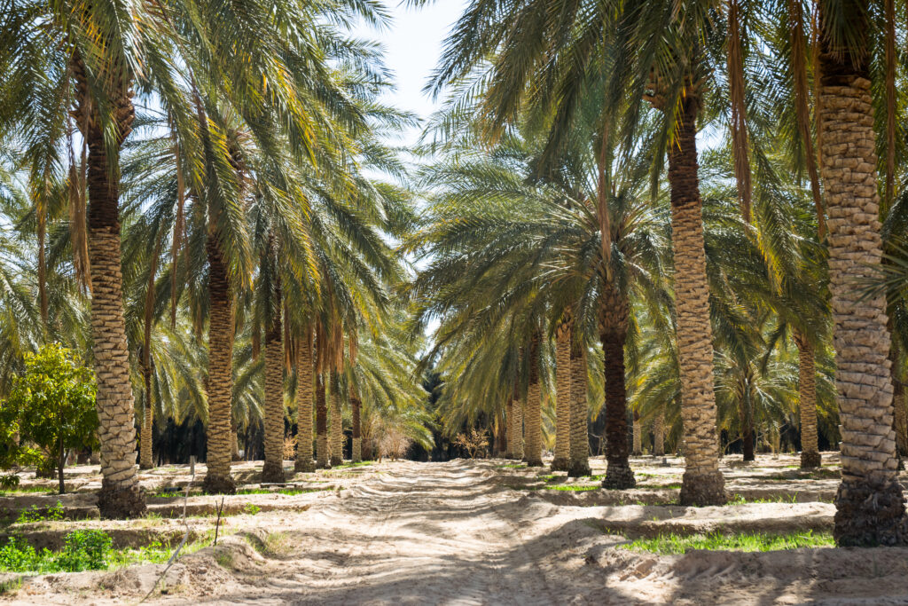 TUNISIAI datteri tunisini, che resistono al deserto che avanza e danno ...