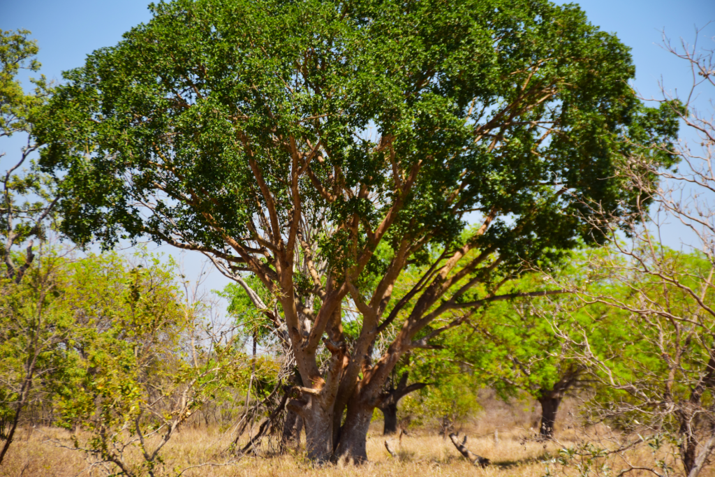 Aloe, marula, baobab e massala. I tesori vegetali del Mozambico - Oltremare